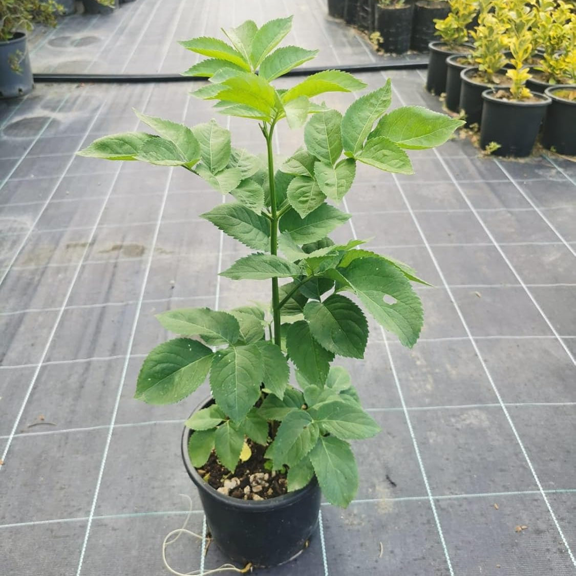 Pianta di sambuco (Sambucus nigra) – Vivai Piante Gino La Rosa